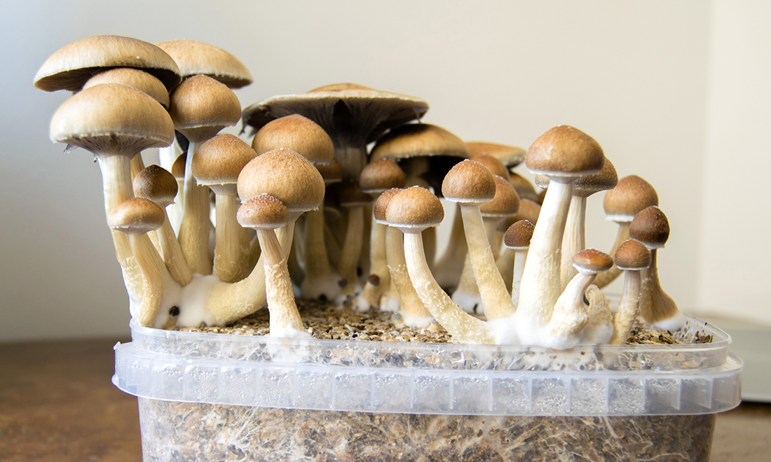 Dit is waarom paddo grow-kits steeds populairder worden