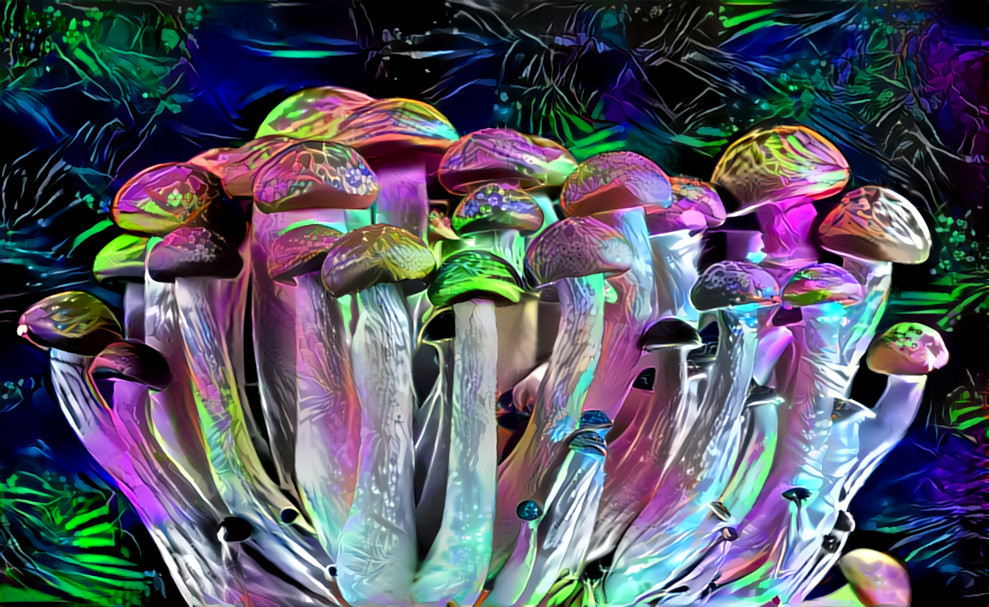 Je eigen paddo's kweken - de meest magische hobby die er is!