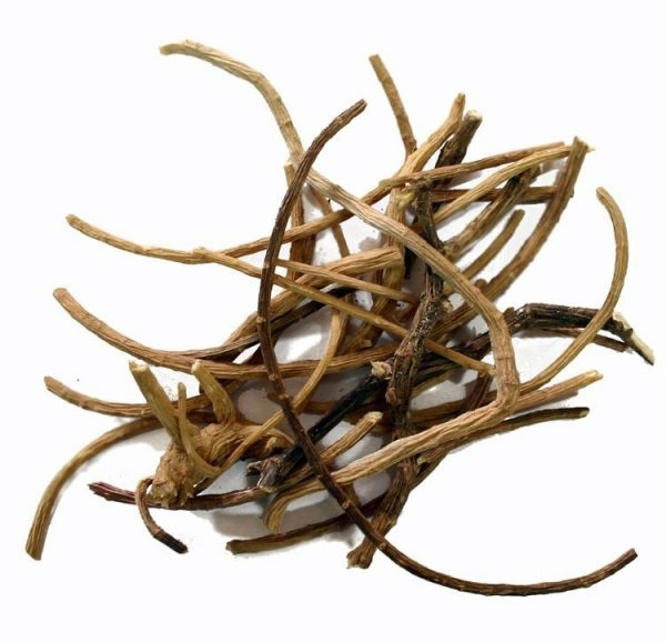 African dream root (Silene capensis)