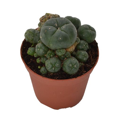 Peyote Cluster 8.5cm - Lophophora williamsii | Dutch-smart