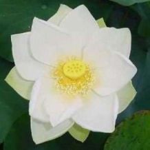 Nelumbo Nucifera - Witte Lotus - 5 zaden | Dutch-smart